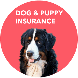 Dog & Puppy Insurance | Pets Insured